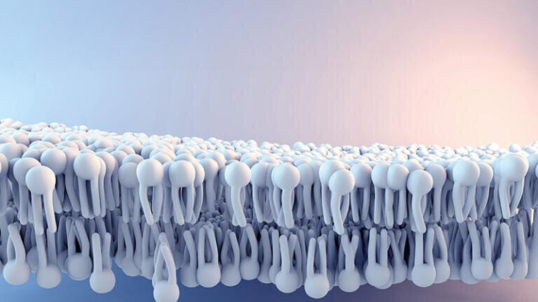 Revealing the hidden structural diversity of lipids - Exploring next ...