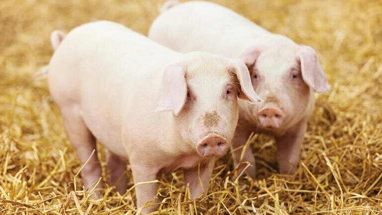 Innovative Solutions for Livestock Monitoring Using Axetris LGD F200 ...