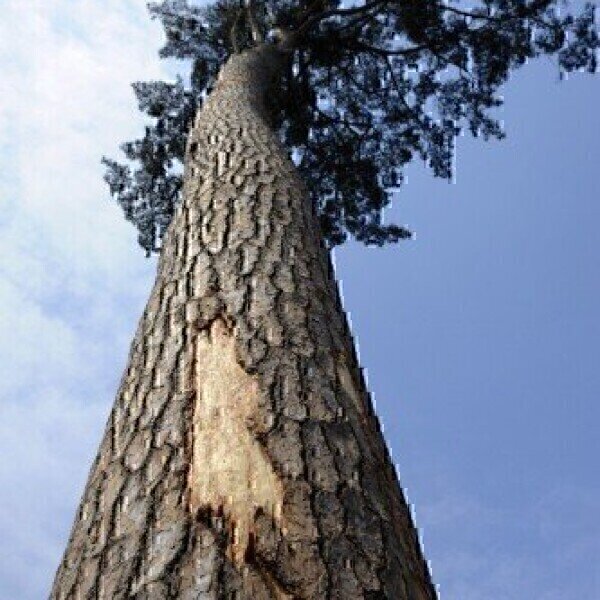 How Does Domestic Wood Burning Effect Air Quality? Envirotech Online