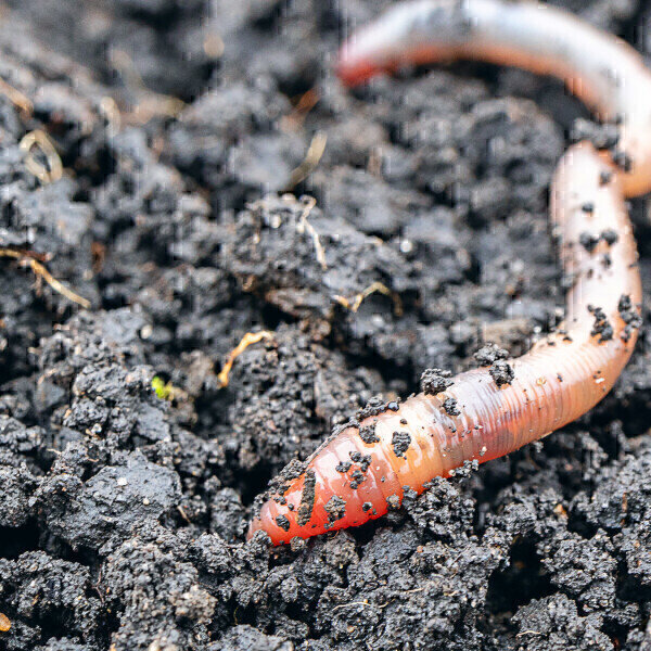 UK loses more than a third of its earthworms in 25 years Envirotech Online